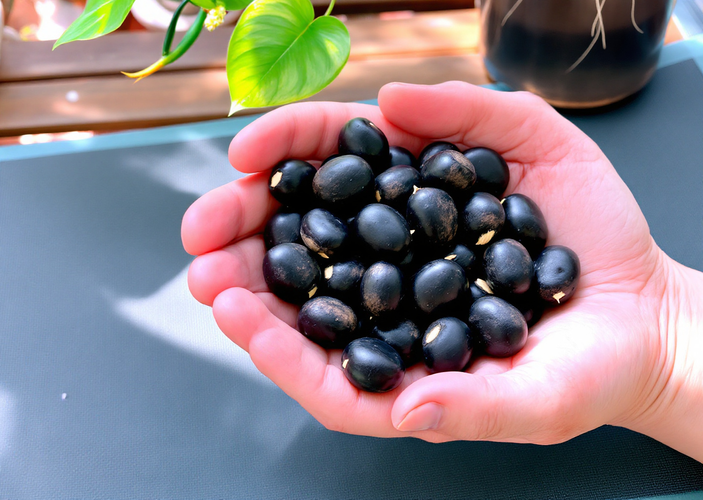 Dopa Macuna - Turnto